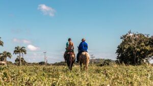 Saiba qual o significado da música Disparada, de Geraldo Vandré ...