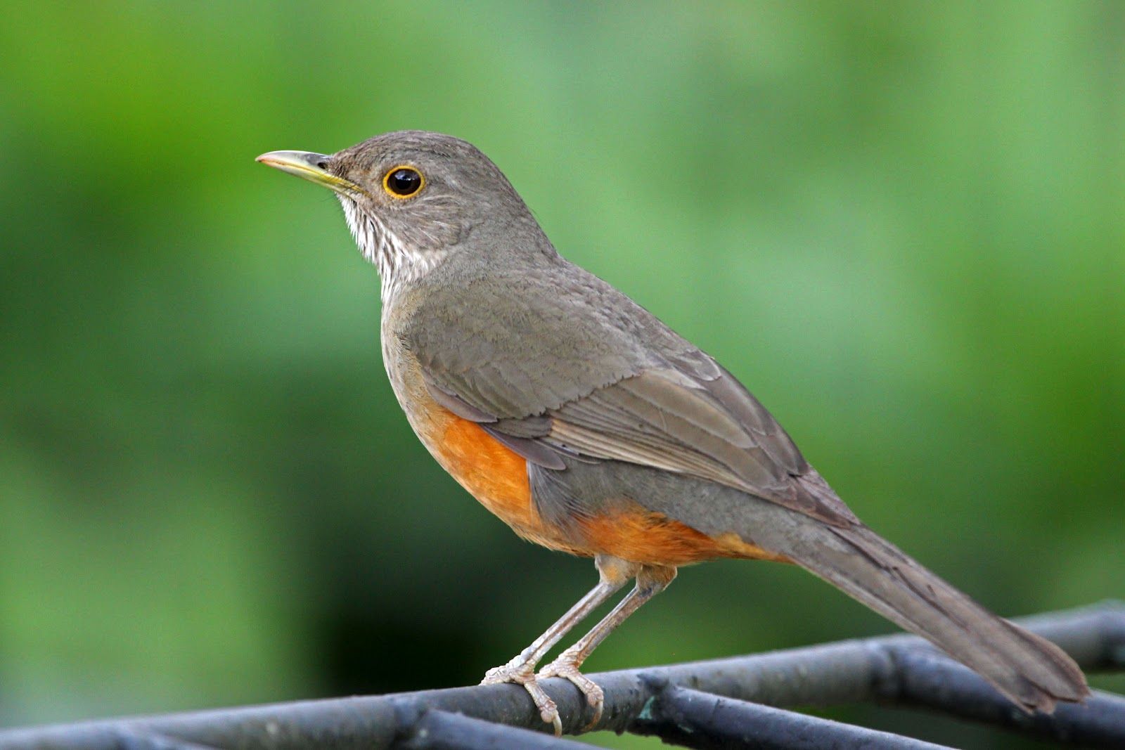 Sabiá, de Chico Buarque: confira a análise da música - LETRAS.MUS.BR